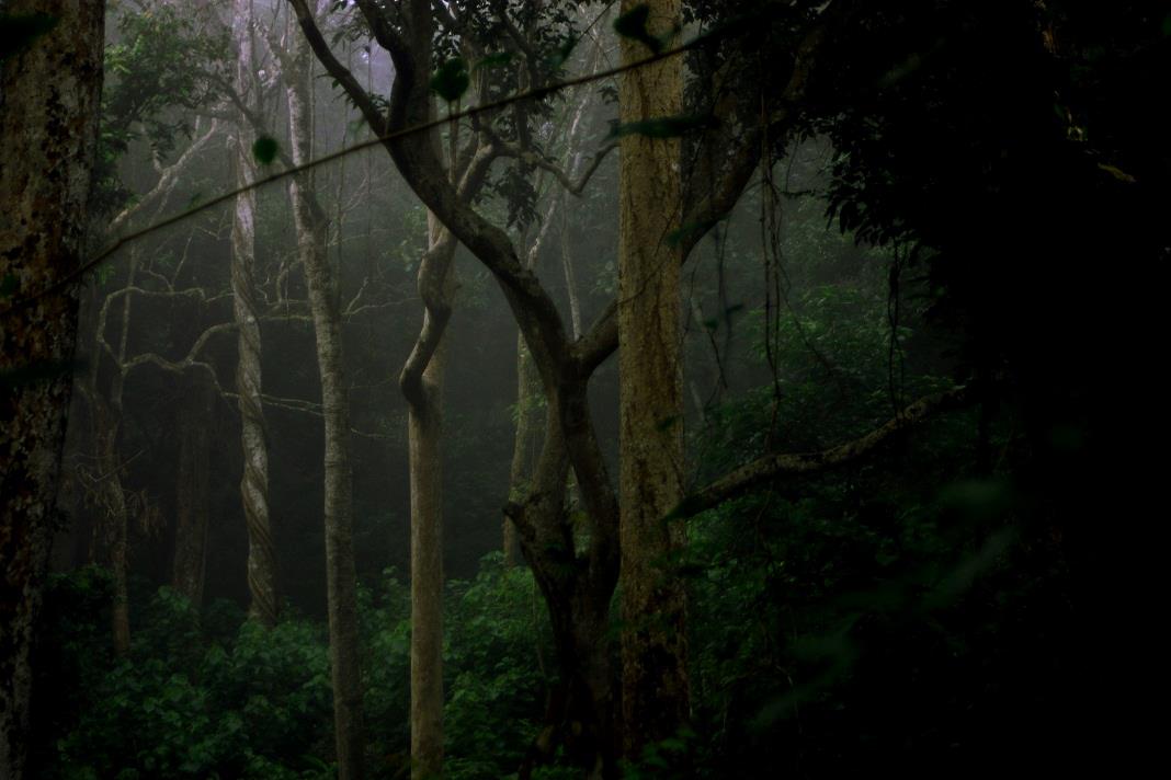 Book cheap affordable day tours from Sylhet such as Rema Kalenga ...